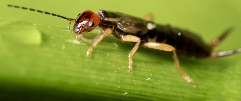 Earwig Control & Removal – Knockout Pest Control