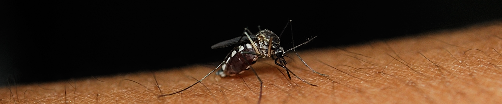 How to Minimize the Mosquito Nuisance this Summer - KnockOut Pest ...
