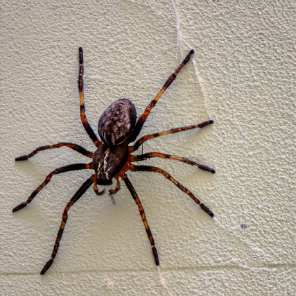 Spider Exterminator & Removal Jacksonville FL